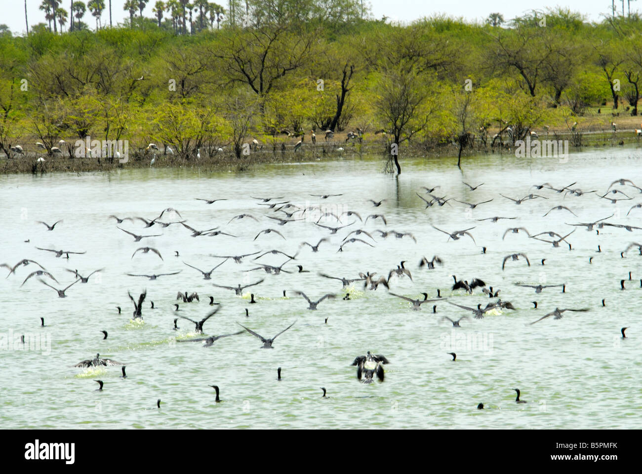 LESSER CORMORANTS IN KUNDAKULAM BIRD SANCTUARY TAMILNADU Stock Photo ...