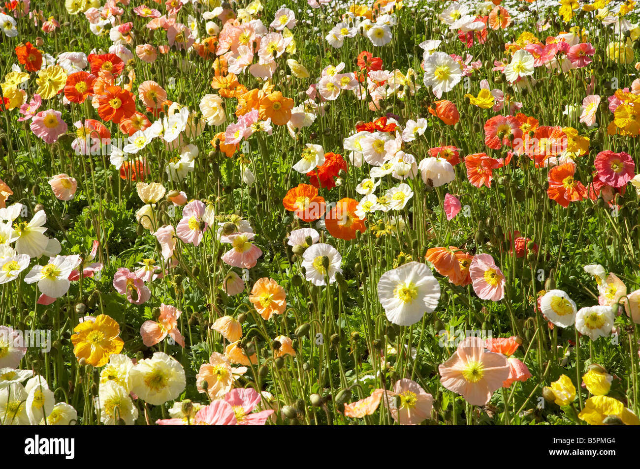 Blenheim garden new zealand hi-res stock photography and images - Alamy