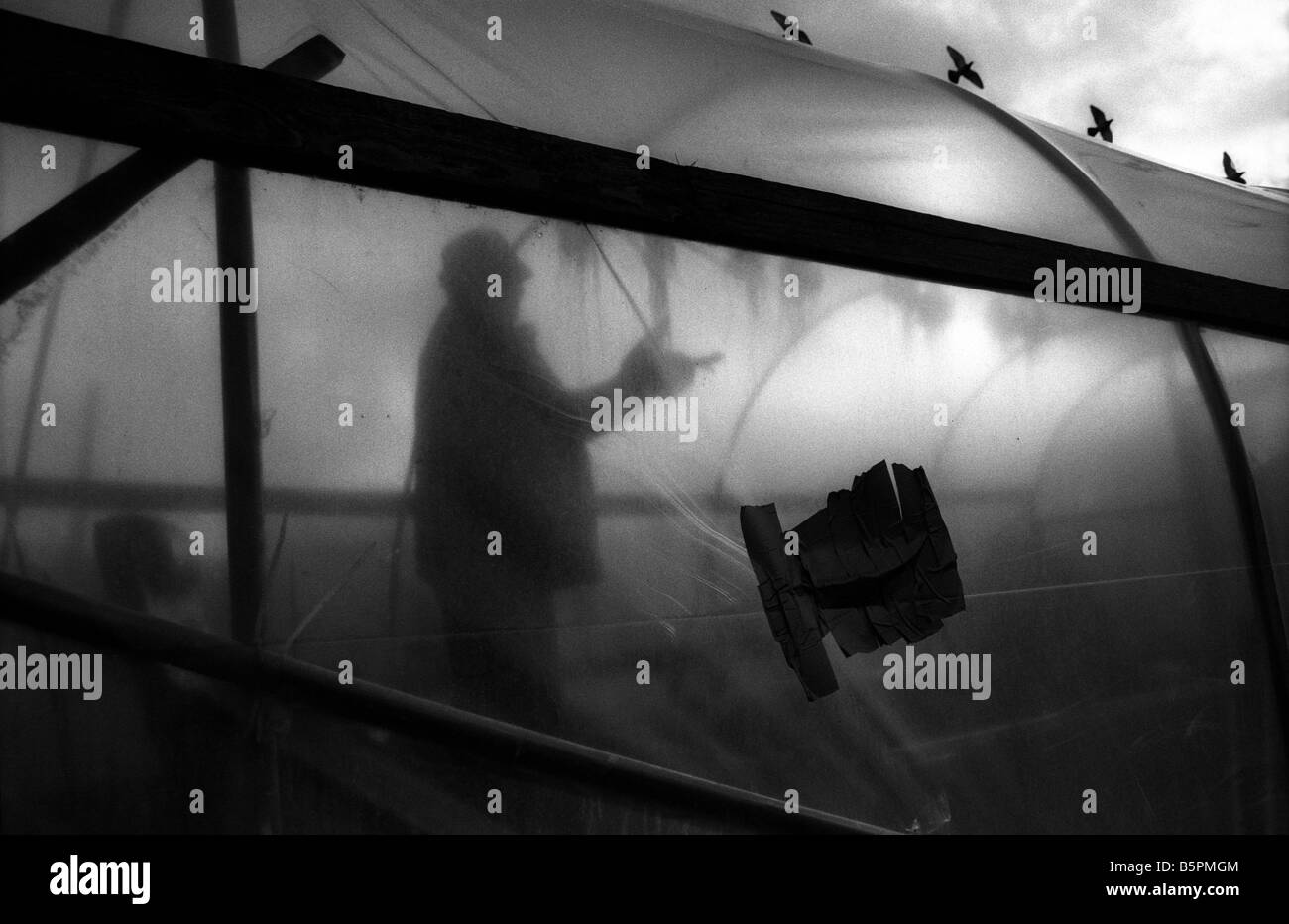 Pigeon racing in the UK. Working class sport Stock Photo - Alamy