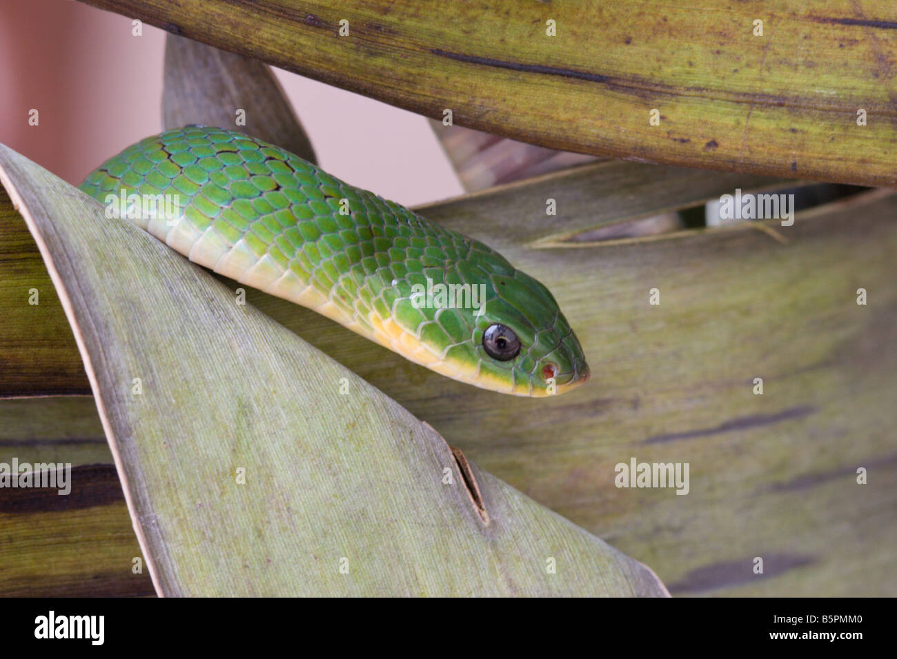 Green night adder hi-res stock photography and images - Alamy