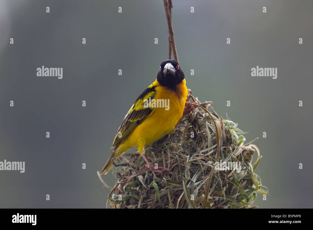 yellow weaver bird Uganda africa Stock Photo - Alamy