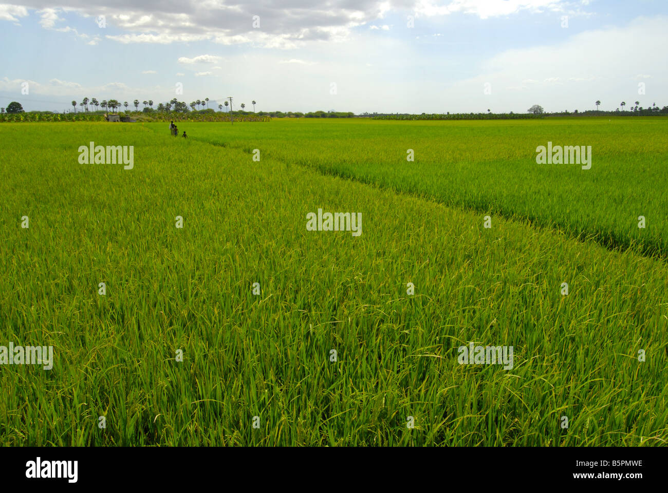 PADDY FIELDS IN KUNDAKULAM TAMILNADU Stock Photo - Alamy