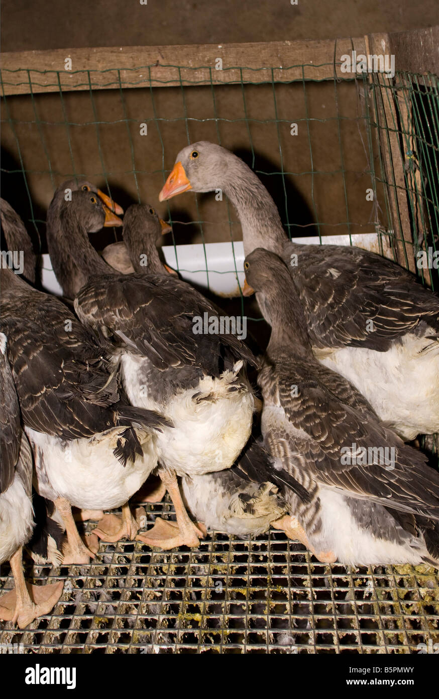 Gavage force feeding foie gras hi-res stock photography and images - Alamy