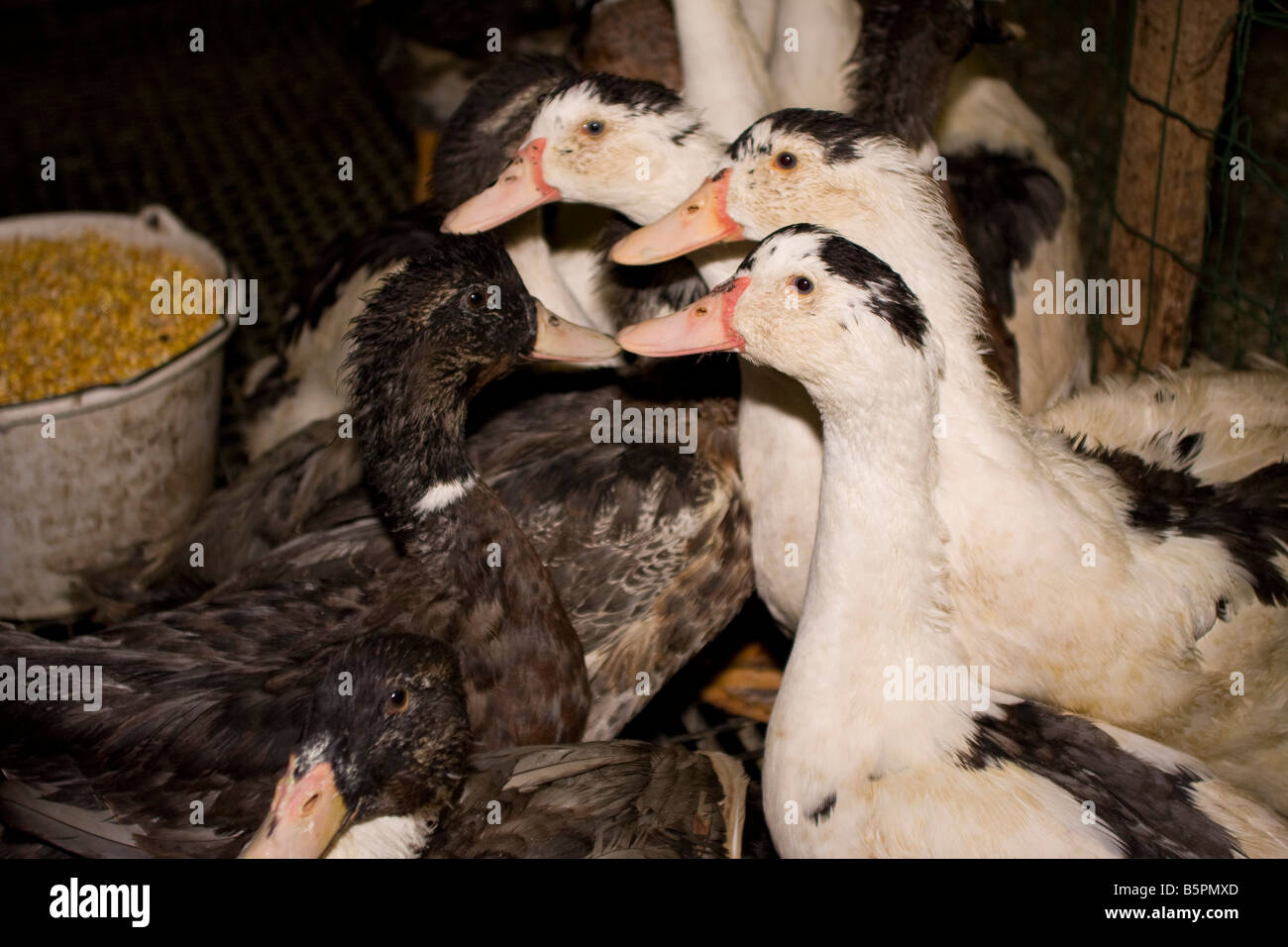 Goose being force fed gavage hi-res stock photography and images - Alamy