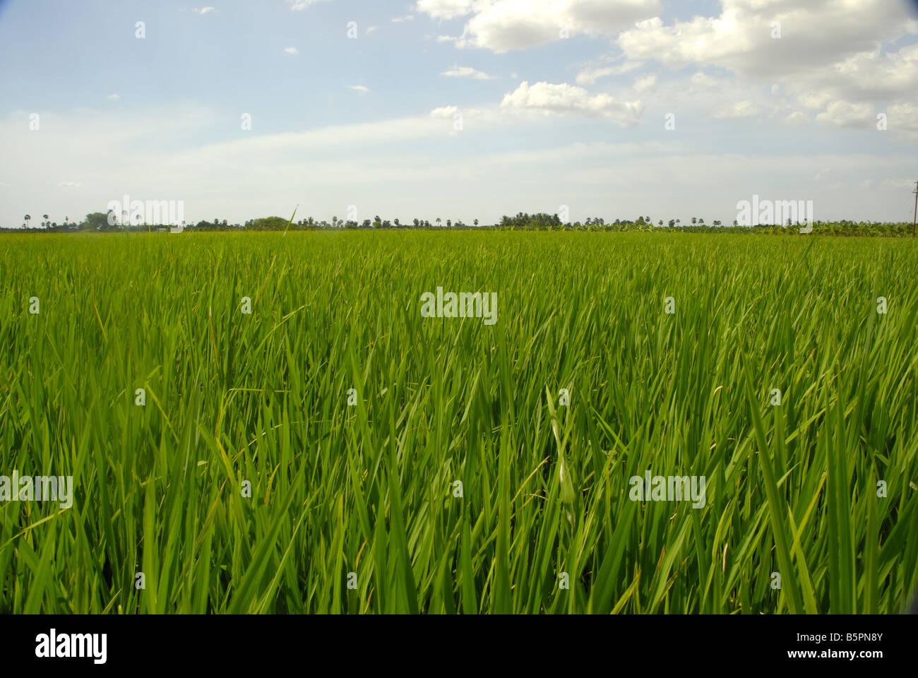 Tamilnadu paddy field hi-res stock photography and images - Alamy