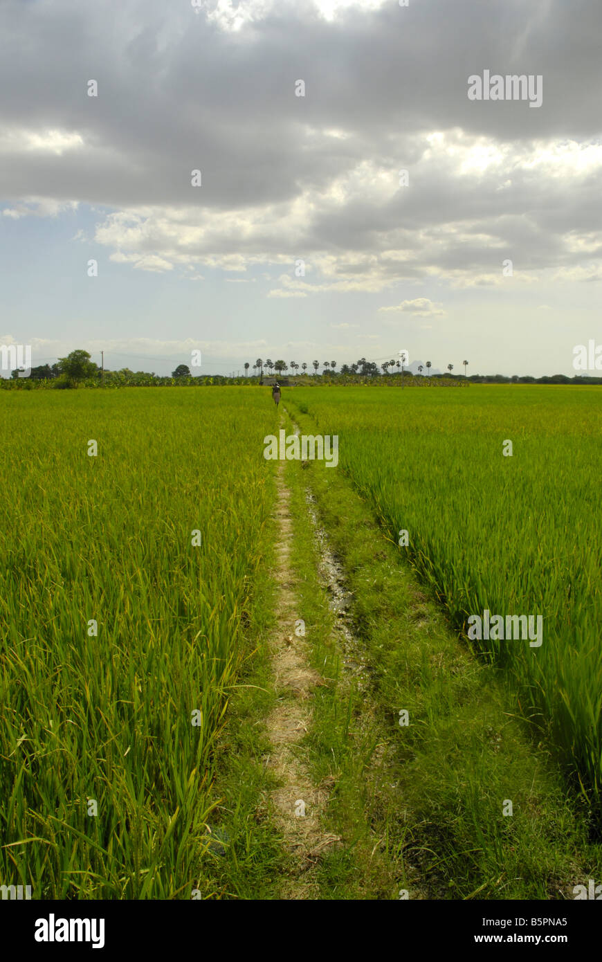 Tamilnadu paddy field hi-res stock photography and images - Alamy