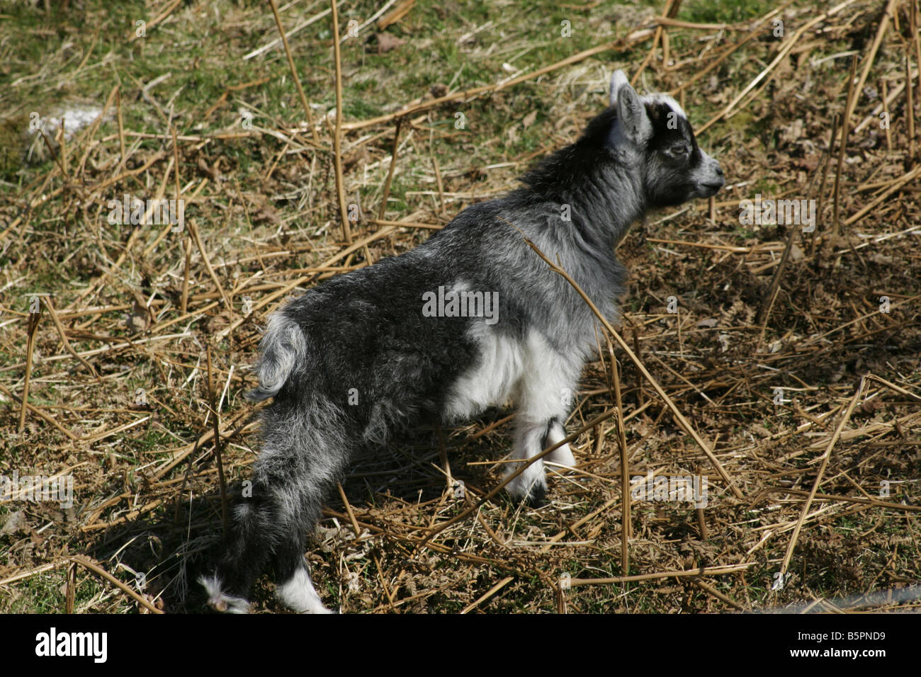 A wild goat kid Capra hircus in Scotland Stock Photo - Alamy