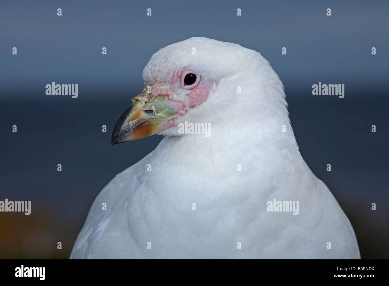 Sheathbill hi-res stock photography and images - Alamy