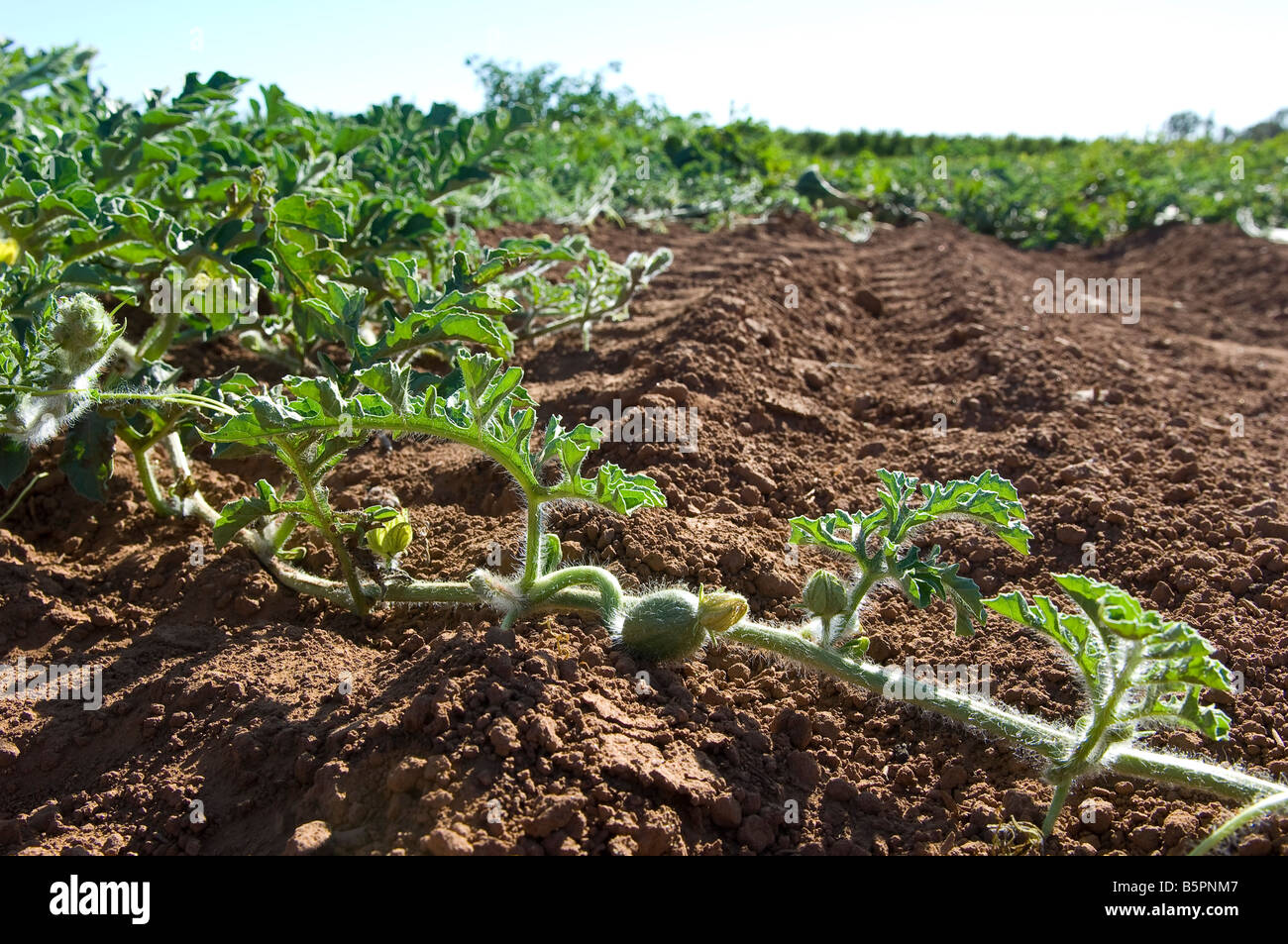Sandia field hi-res stock photography and images - Alamy