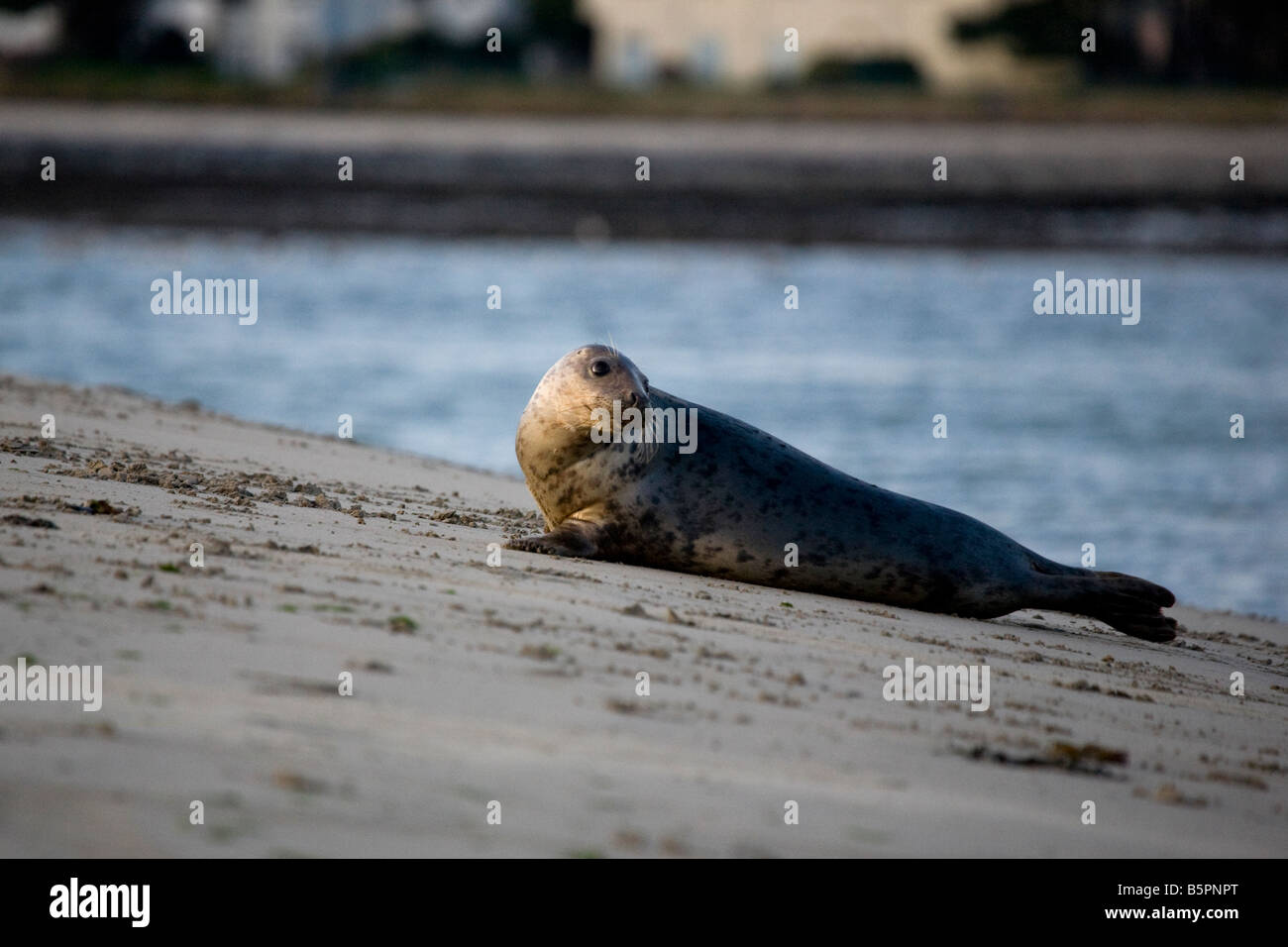 Grey Seal at Bull Island Dublin Bull Island Dublin, Ireland Stock Photo ...