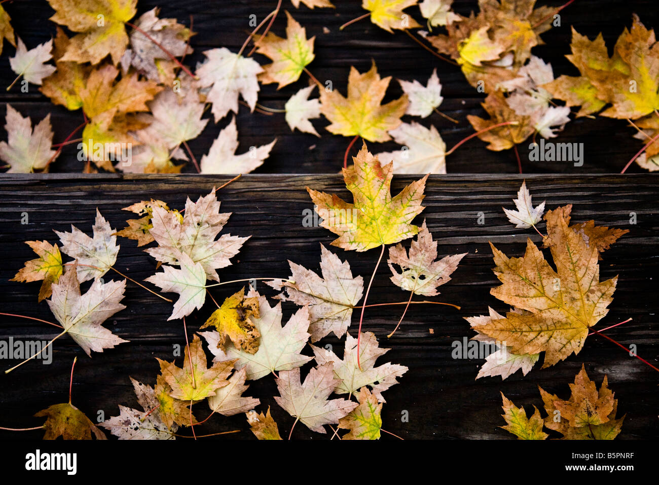 Autumn fall leafs leaf color colour foliage on the steps of a porch ...