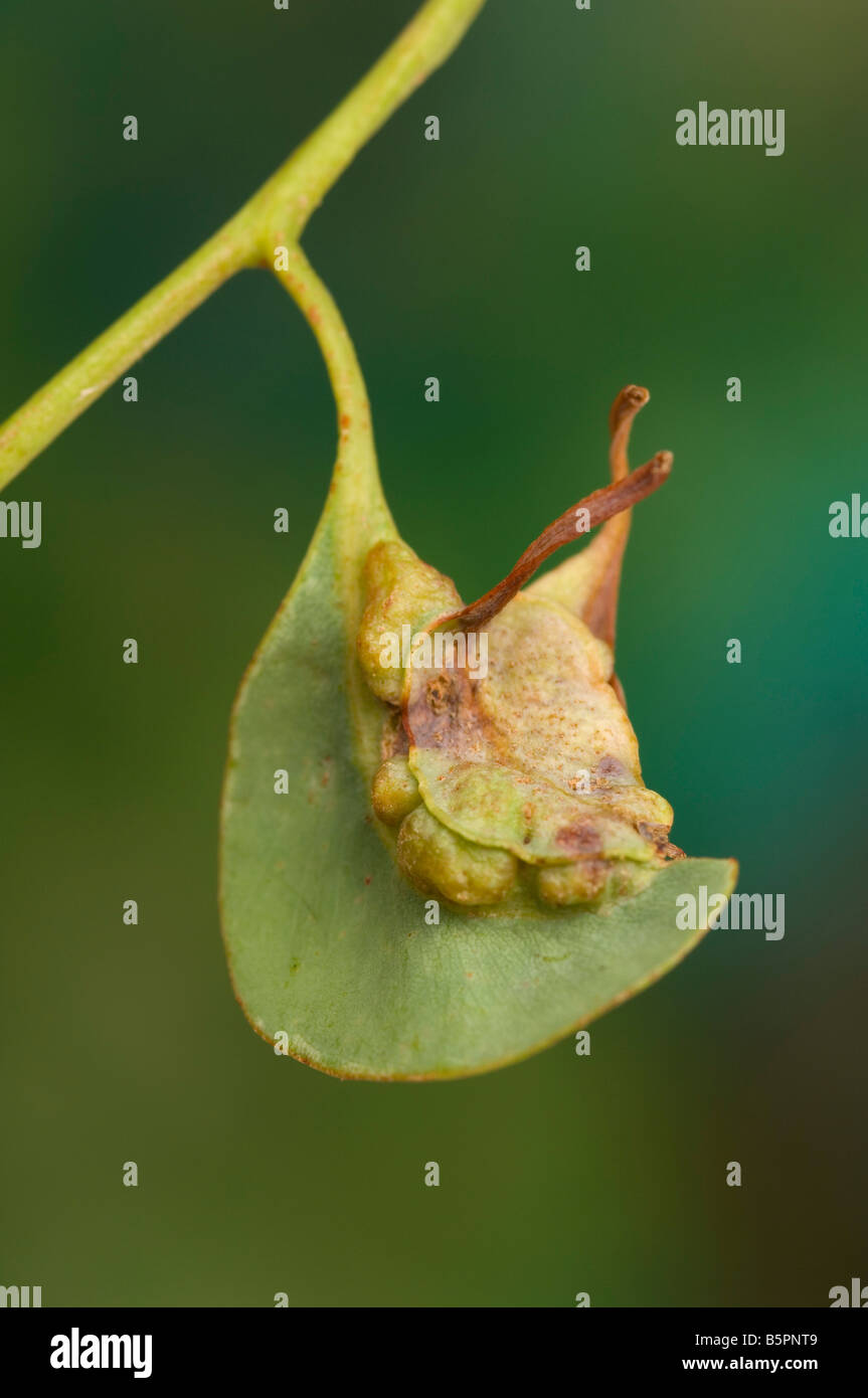 Bug galls on gum leaf Stock Photo - Alamy