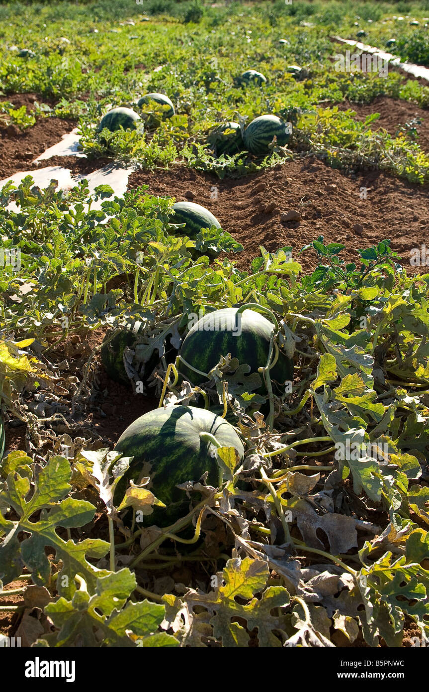 Watermelon growing on the hot summer day in Western Australia Stock ...