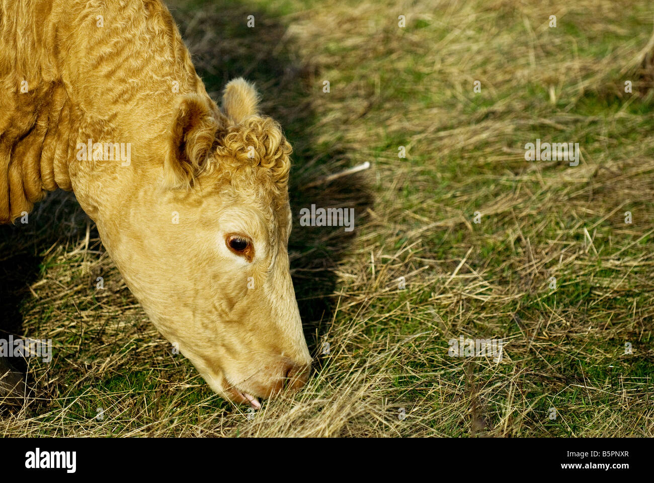 A cow grazing Stock Photo - Alamy