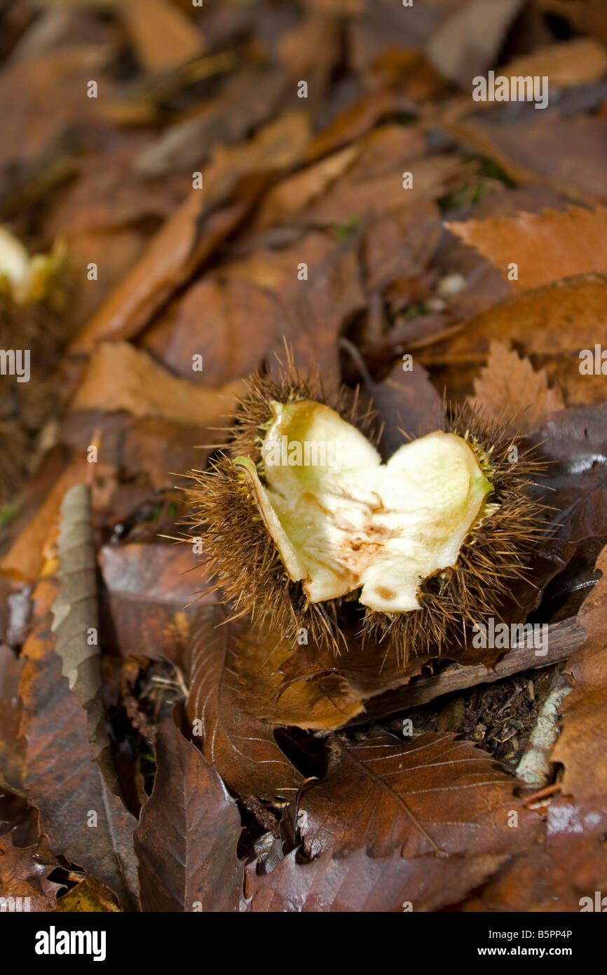 Soil leaves chestnuts in hi-res stock photography and images - Alamy