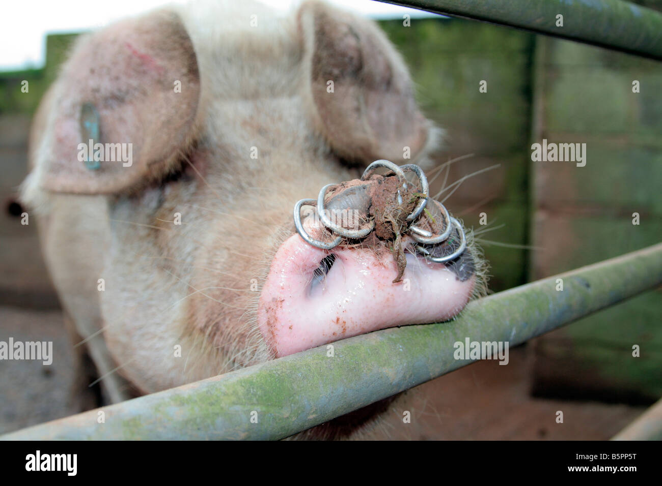 GILT OR YOUNG SOW WITH NOSE PIERCINGS Stock Photo - Alamy