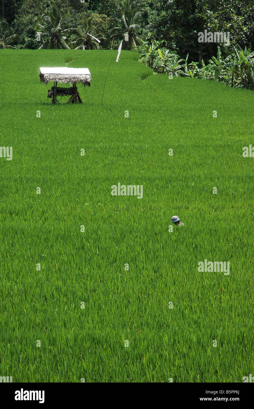 Rice paddy field, Bali, Indonesia Stock Photo - Alamy