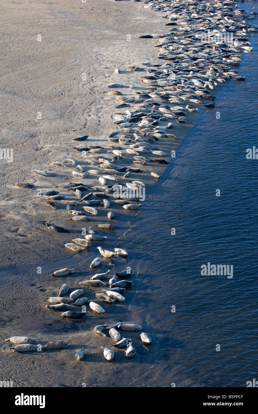 Harbor seals bask in the sun Alsea Bay Waldport Oregon Stock Photo - Alamy