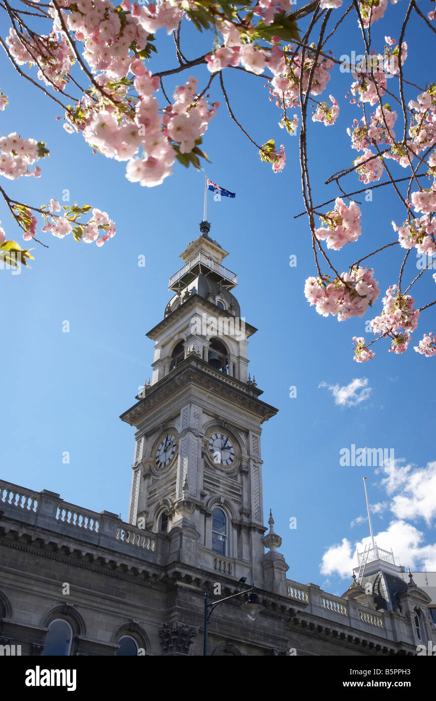 Spring Blossom and Municipal Chambers Clock Tower Octagon Dunedin Otago ...