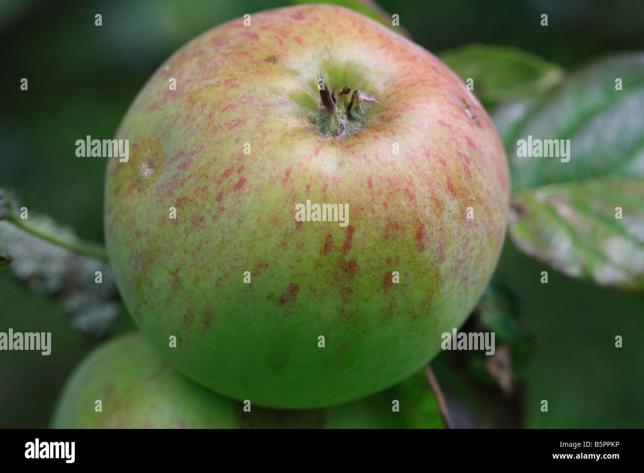 Howgate Wonder Apple High Resolution Stock Photography and Images - Alamy