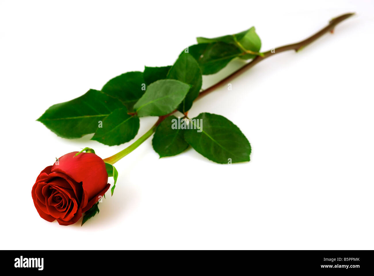 Single red rose on a white background Stock Photo - Alamy