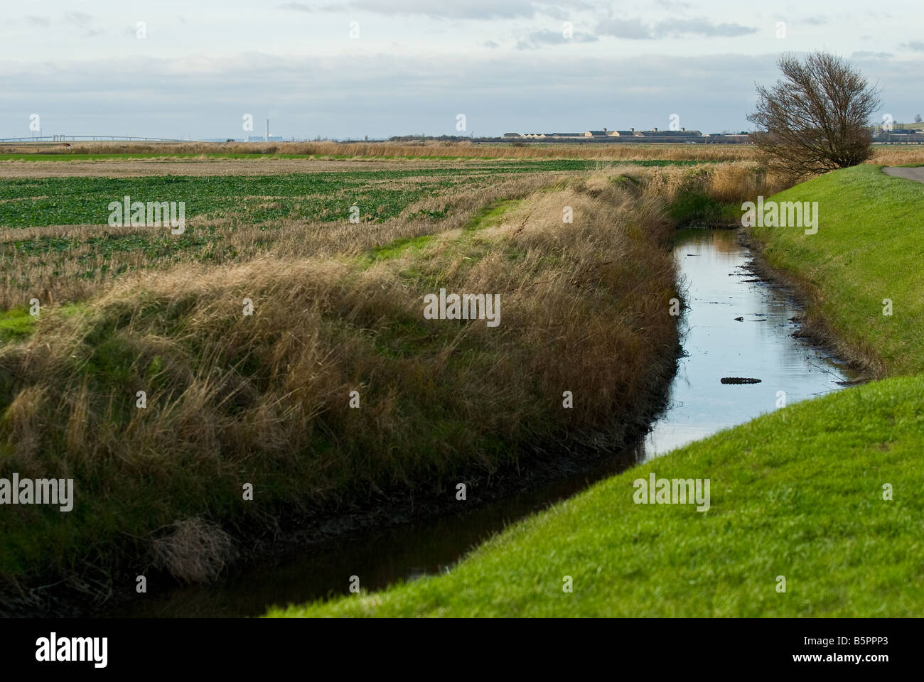 A drainage ditch on marshland on the Isle of Sheppy in Kent Stock Photo ...