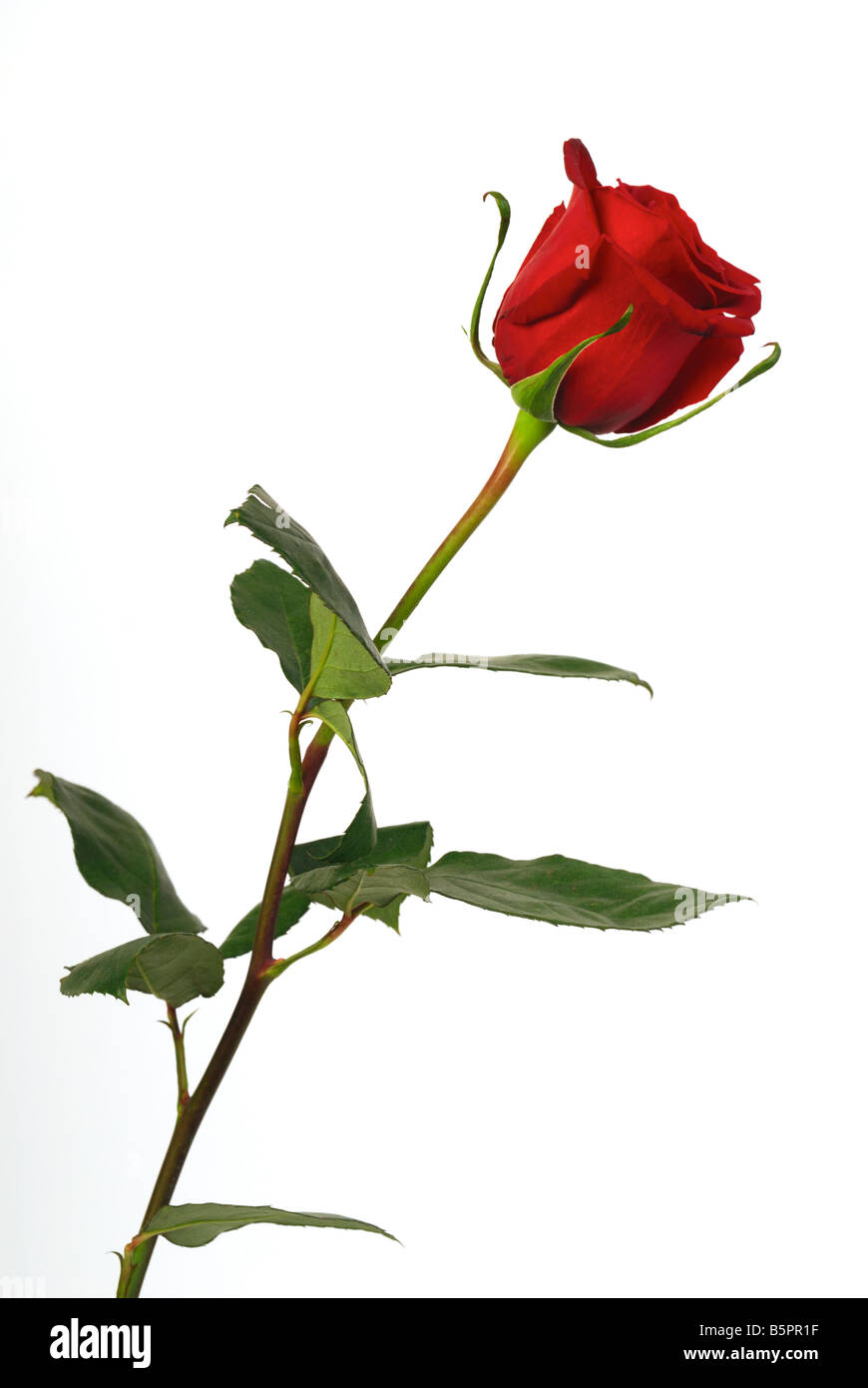 Single red rose on a white background Stock Photo - Alamy