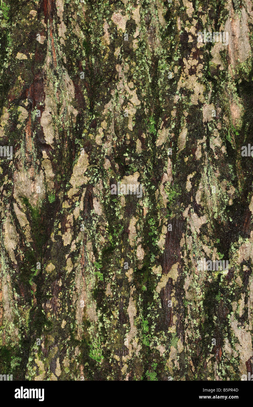 Mature sweet chestnut bark hi-res stock photography and images - Alamy