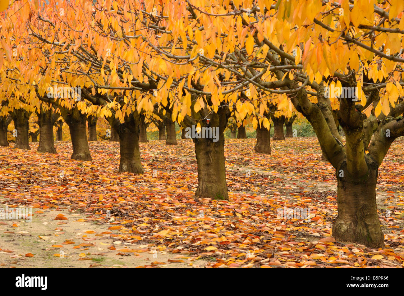Autumn cherry trees near Bonnieux Provence France Stock Photo - Alamy