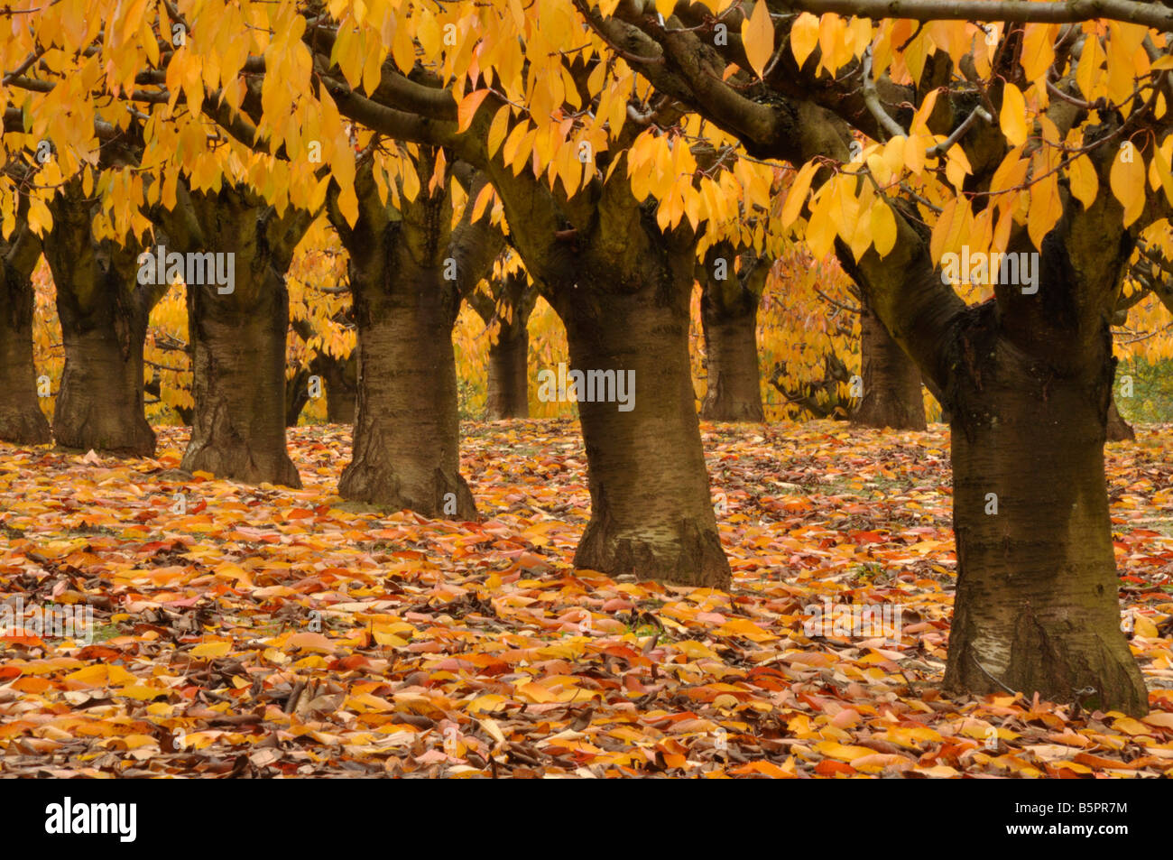 Autumn cherry trees near Bonnieux Provence France Stock Photo - Alamy