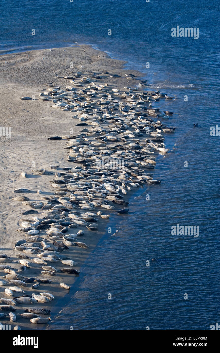 Harbor seals bask in the sun Alsea Bay Waldport Oregon Stock Photo - Alamy