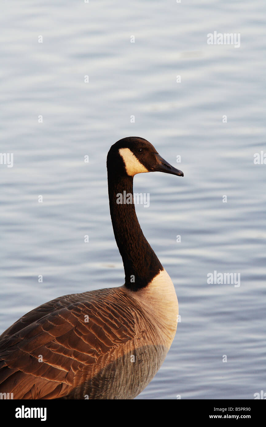 A close up profile of a Canadian goose Stock Photo - Alamy