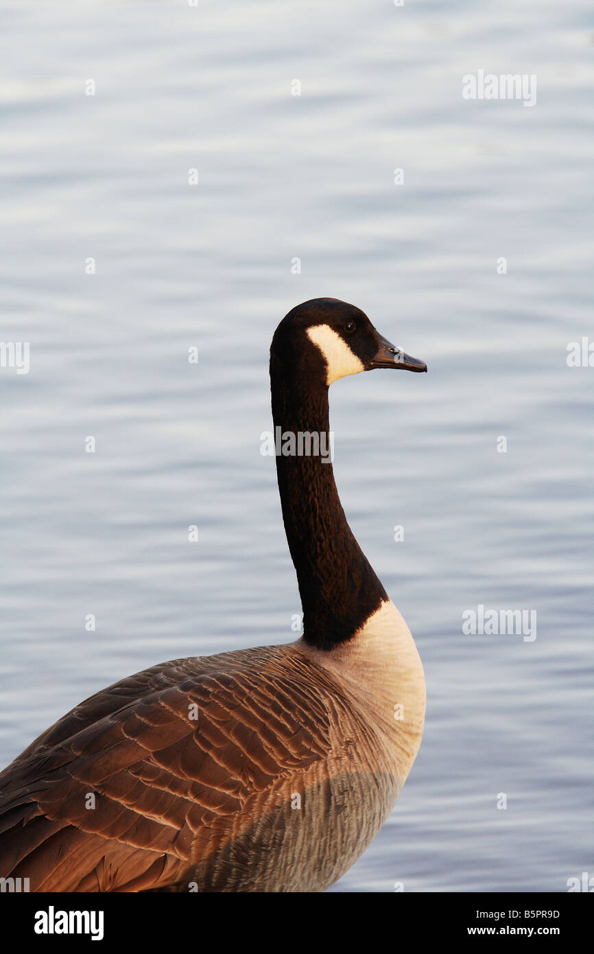 A close up profile of a Canadian goose Stock Photo - Alamy