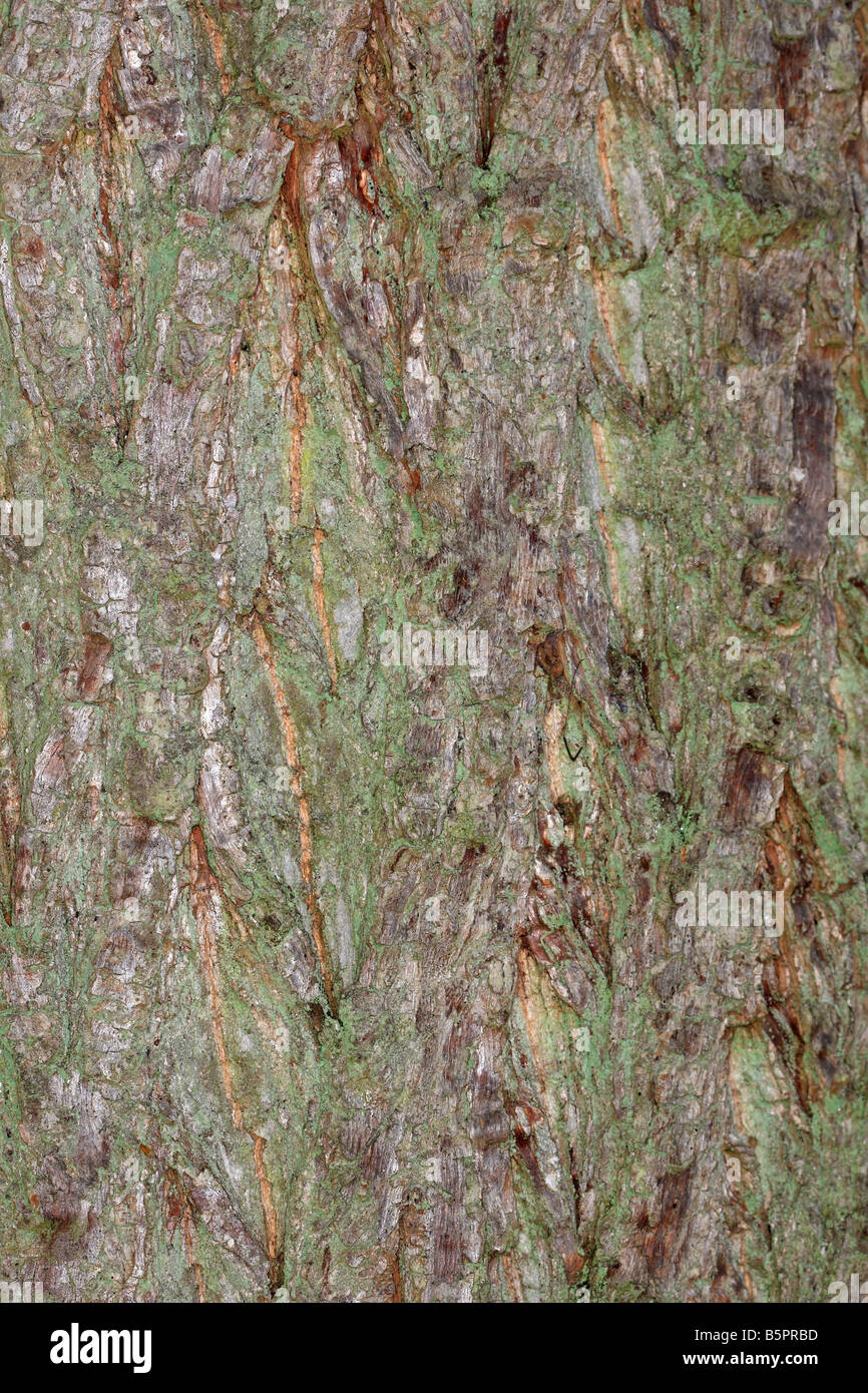 Chestnut tree bark hi-res stock photography and images - Alamy