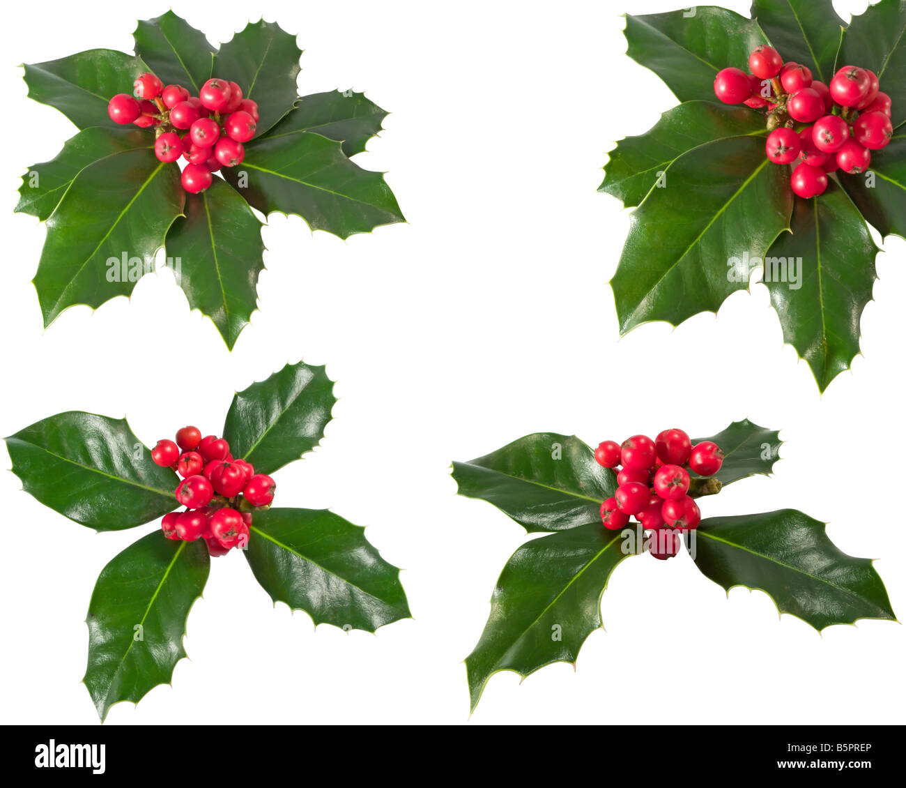 Holly Berry isolated on a white background Stock Photo - Alamy