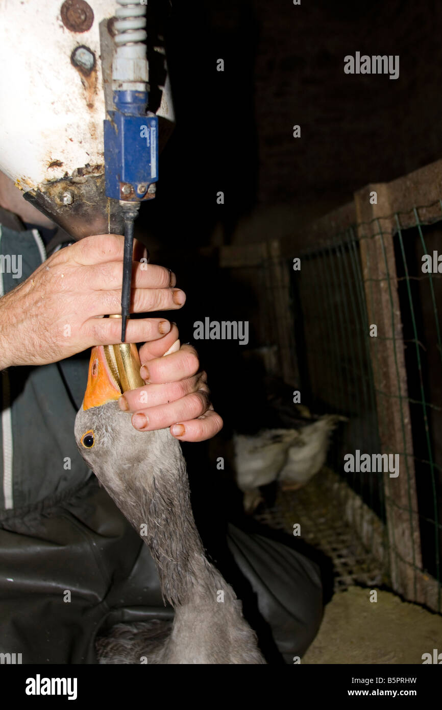 Gavage des oies hi-res stock photography and images - Alamy