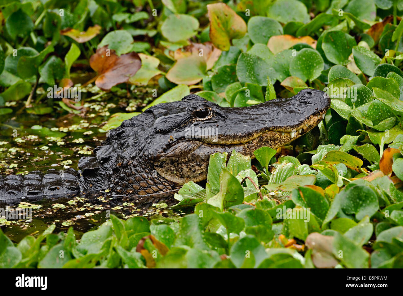 Corkscrew swamp florida alligator hi-res stock photography and images ...