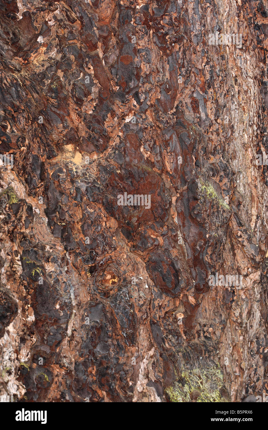 Monteray pine Pinus radiata CLOSE UP OF BARK ON MATURE TREE Stock Photo ...
