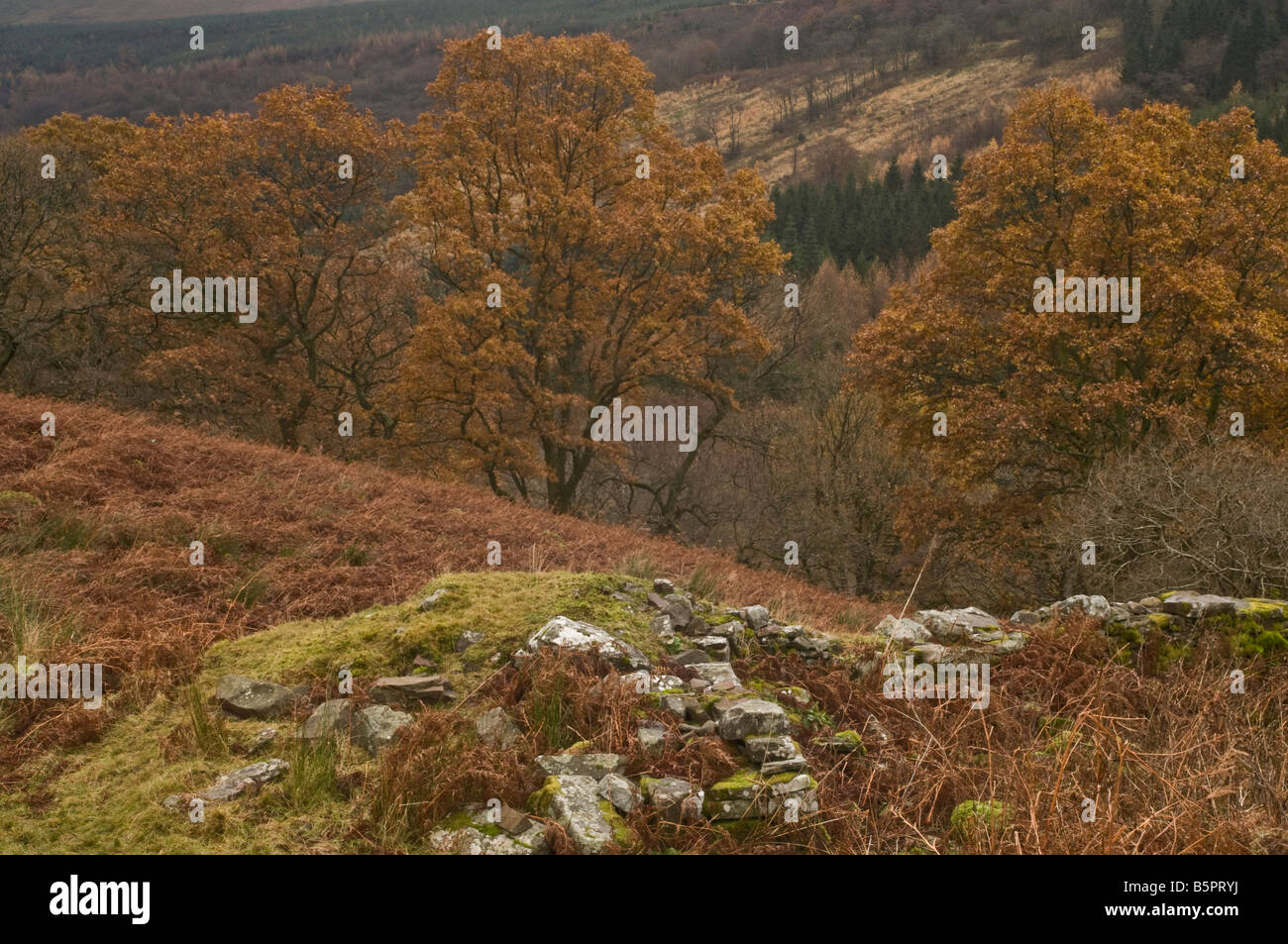 Welsh hillside trees hi-res stock photography and images - Alamy