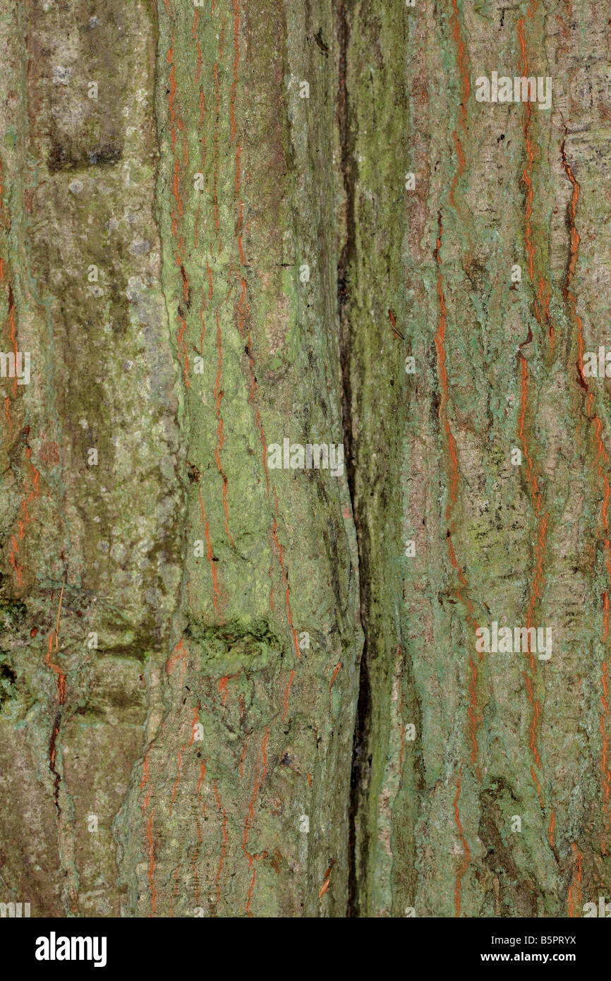 Red oak Quercus rubra CLOSE UP OF BARK ON MATURE TREE Stock Photo - Alamy