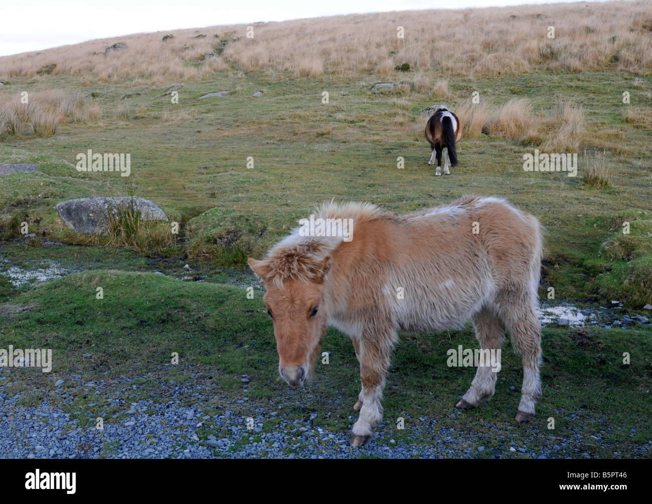 Ponies on Dartmoor, Devon Stock Photo - Alamy
