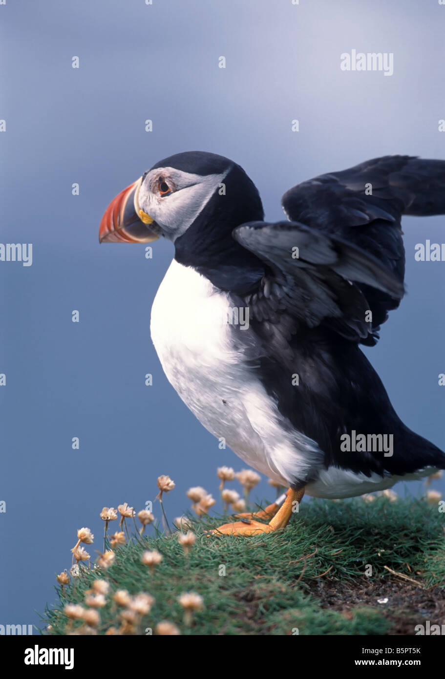 Skomer puffin foot hi-res stock photography and images - Alamy