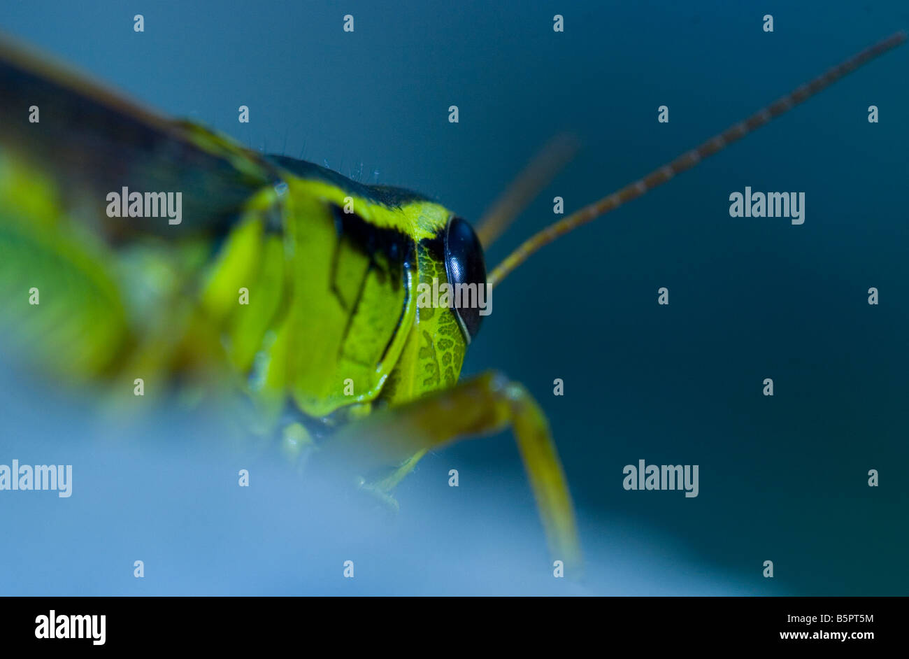 Grasshopper close up hi-res stock photography and images - Alamy