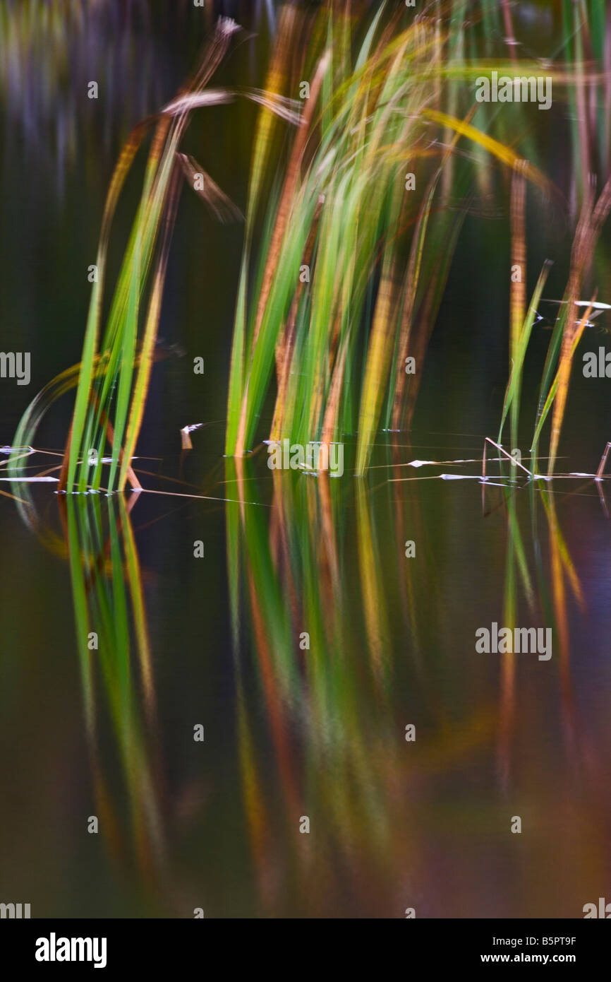 Cattails blowing in the wind Jordan Pond Mount Desert Island Acadia ...