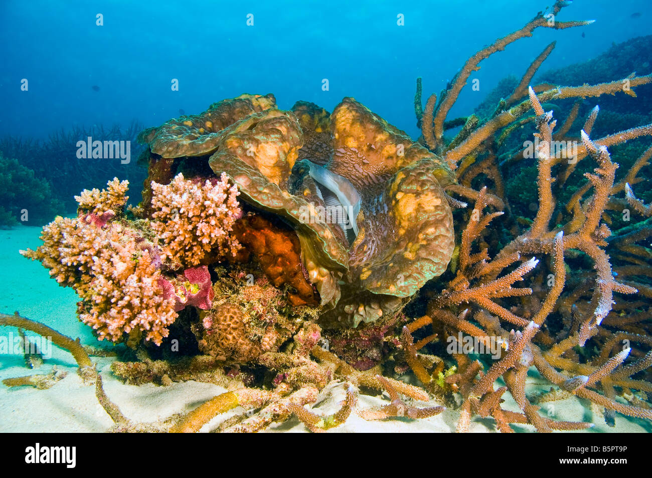 giant clam and variety of coral of great barrier reef australia Stock ...