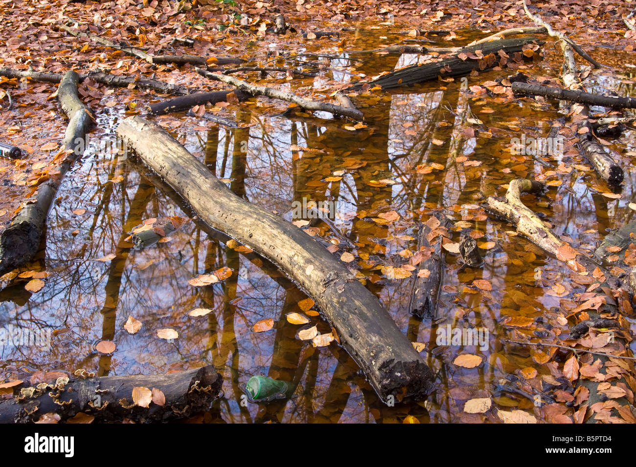 Flooded forest, UK Stock Photo - Alamy