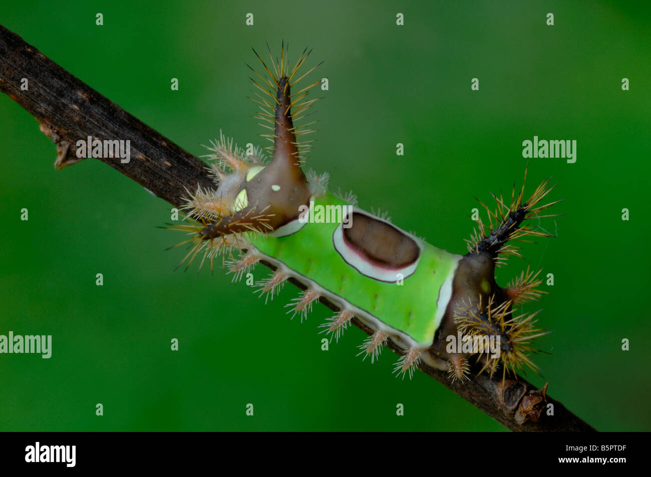 Saddleback Caterpillar Moth High Resolution Stock Photography and ...
