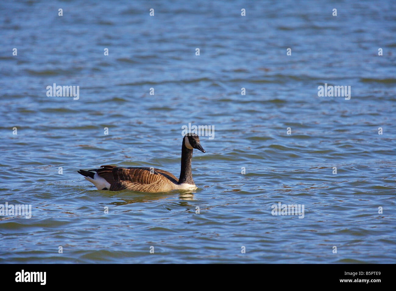 A goose swimming in a sunlight lake Stock Photo - Alamy