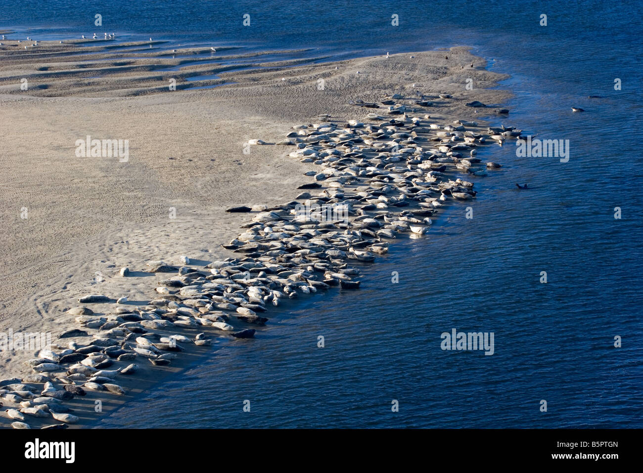 Harbor seals bask in the sun Alsea Bay Waldport Oregon Stock Photo - Alamy