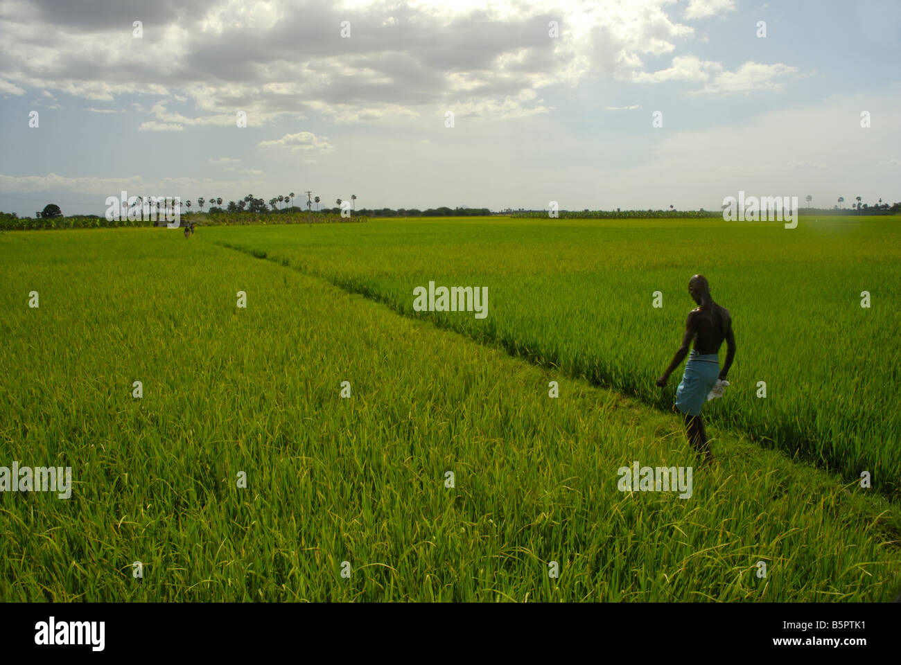 Tamilnadu paddy field hi-res stock photography and images - Alamy